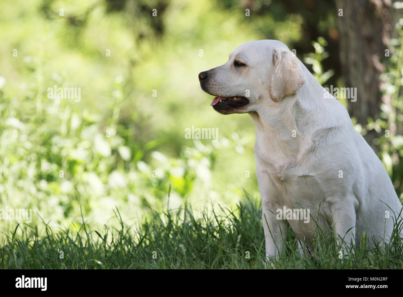 the cute yellow labrador in the park in summer Stock Photo - Alamy