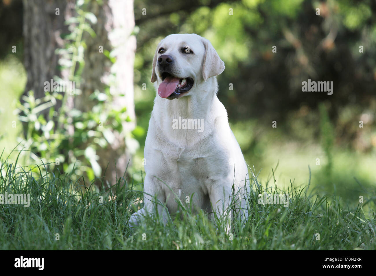a cute yellow labrador in the park in summer Stock Photo - Alamy