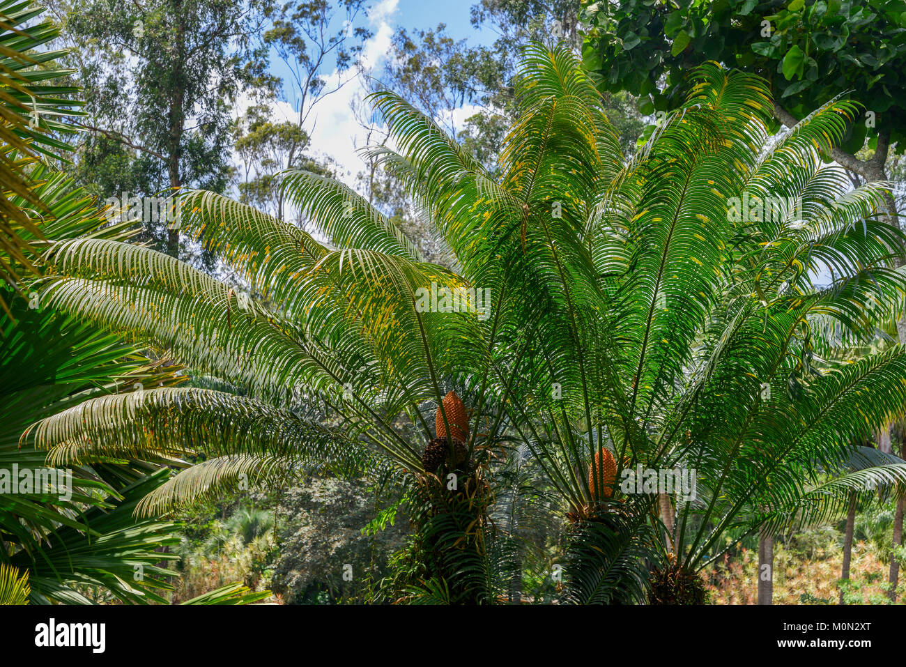 Inhotim Institute is a museum and contemporary art museum as well as a ...