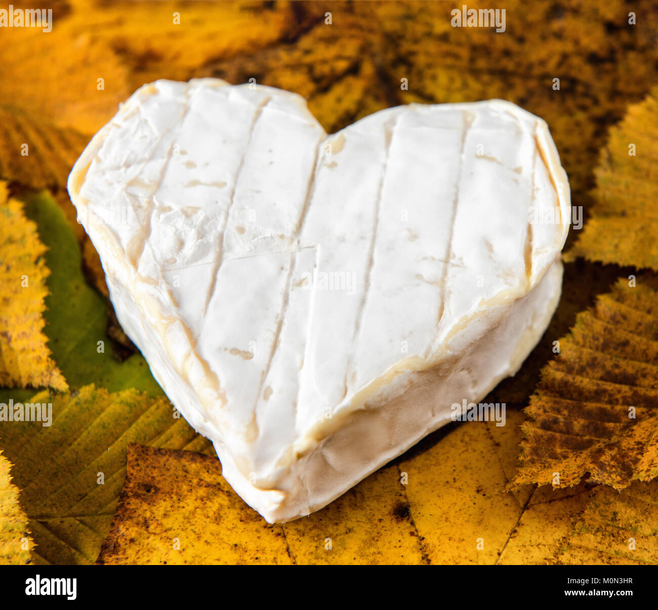 a French Neufchatel cheese shaped heart on autumn leaves Stock Photo ...