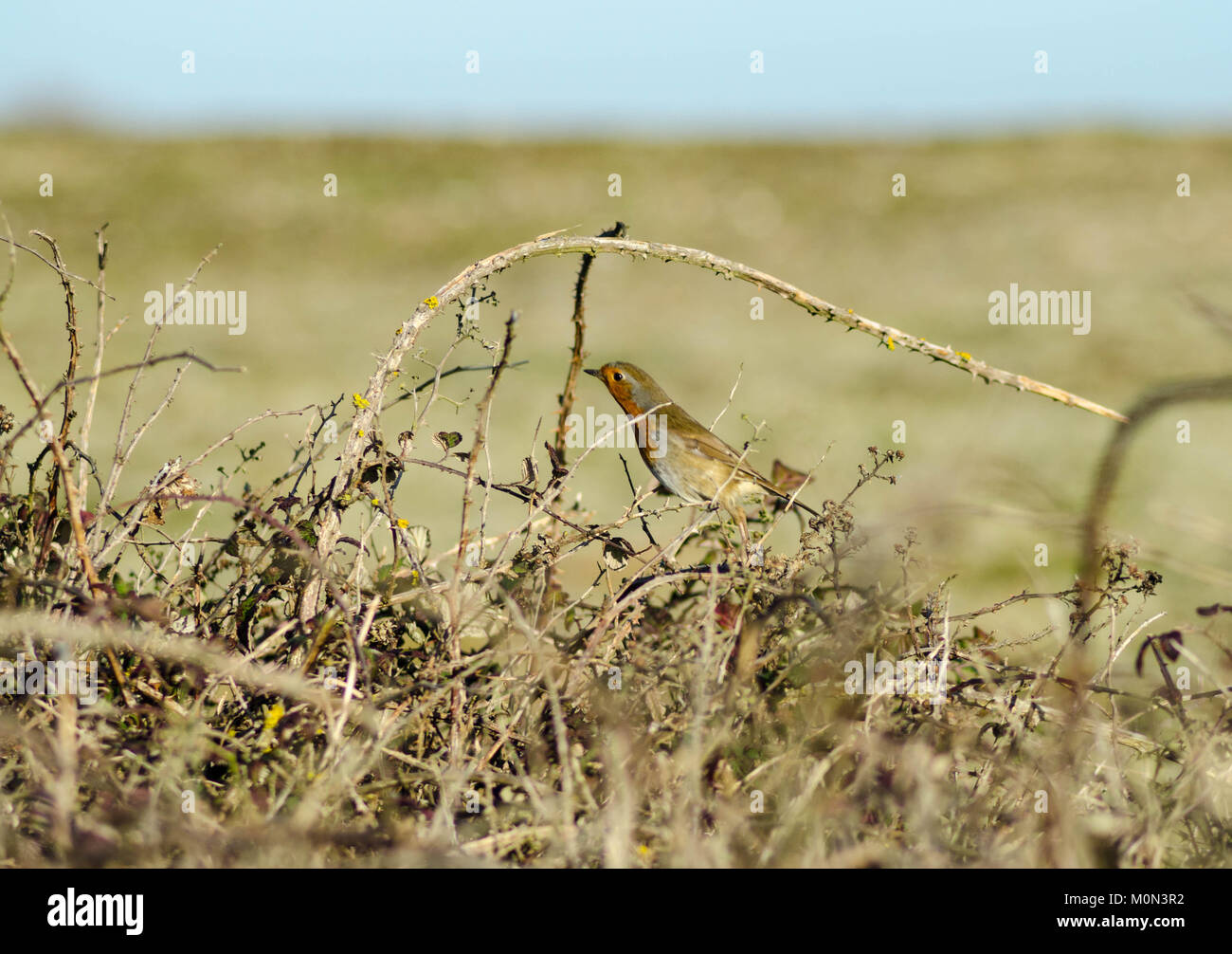 European Robin caught taking off Stock Photo - Alamy