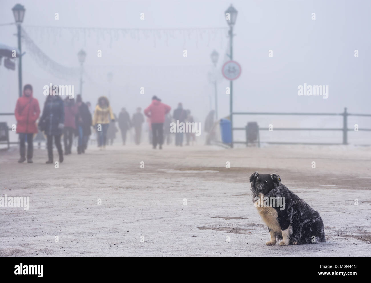 homeless dog with frozen fur sitting near the bridge in winter fog ...