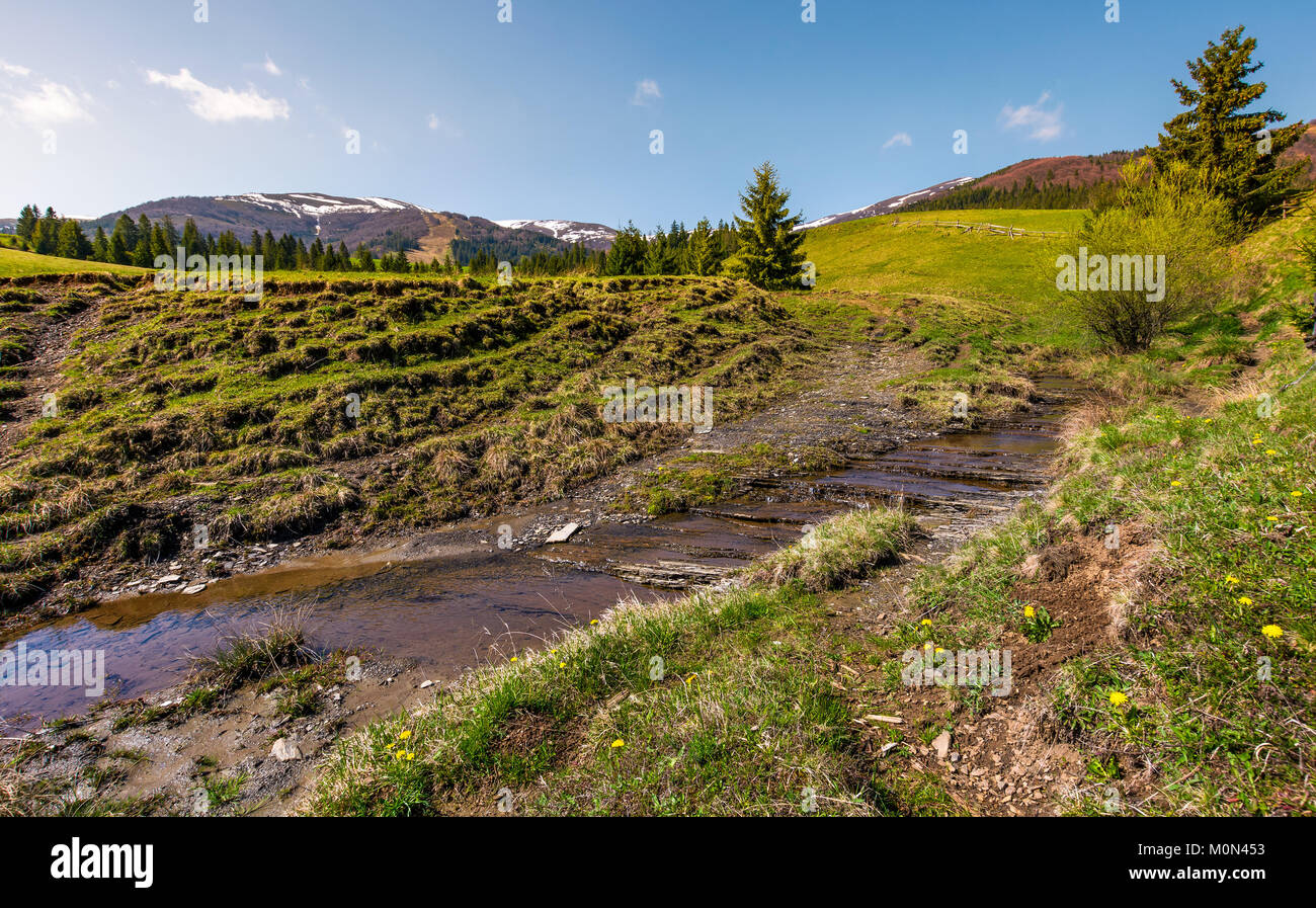 brook among the slopes with spruce forest. beautiful springtime ...