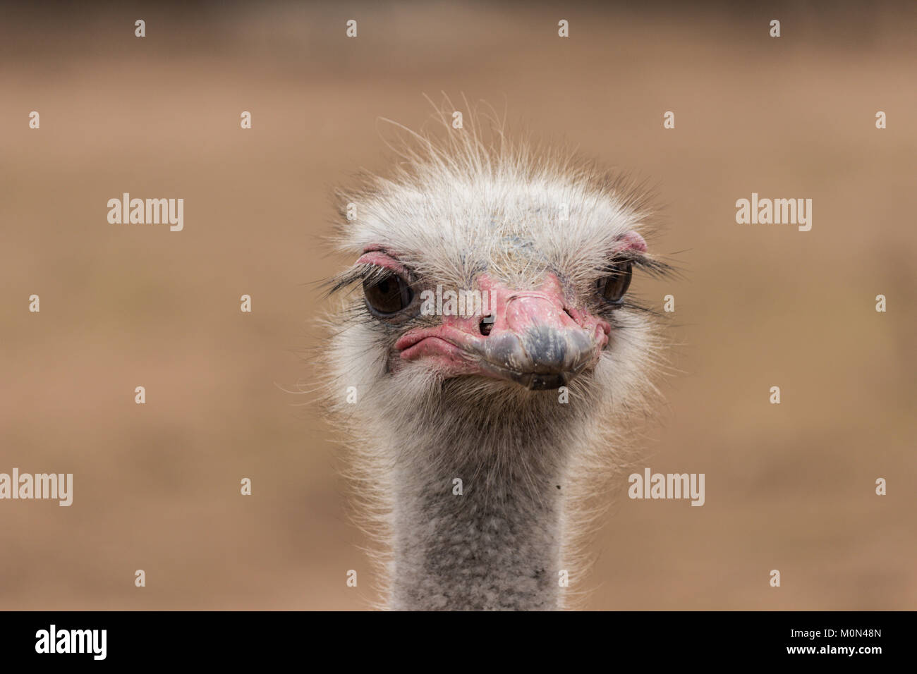 Common Ostrich (Struthio Camelus) portrait Stock Photo - Alamy