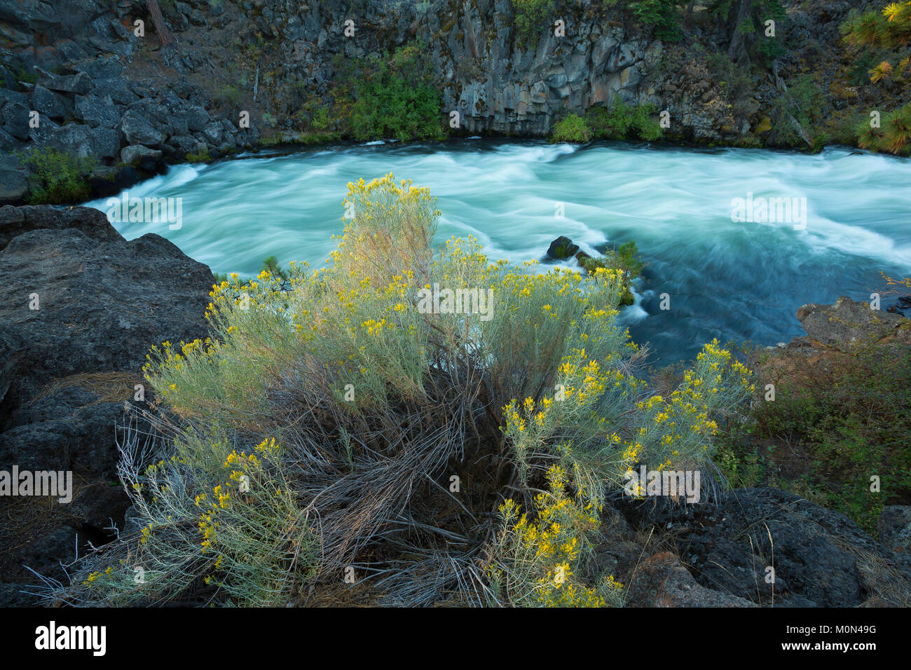 Rabbitbrush in bloom along the Deschutes River in central Oregon. USA ...