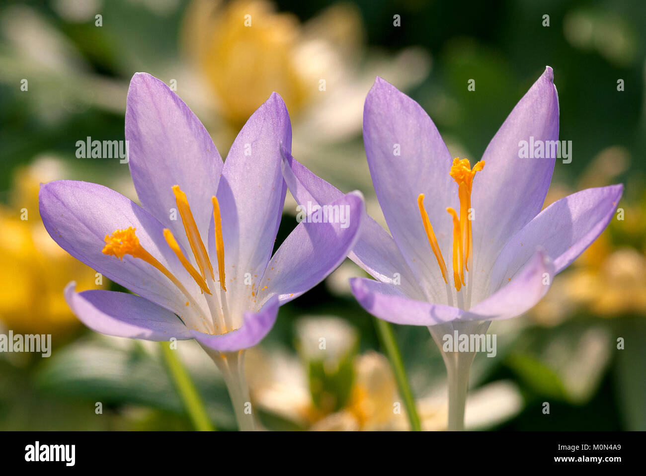 Krokus - Crocus Stock Photo - Alamy
