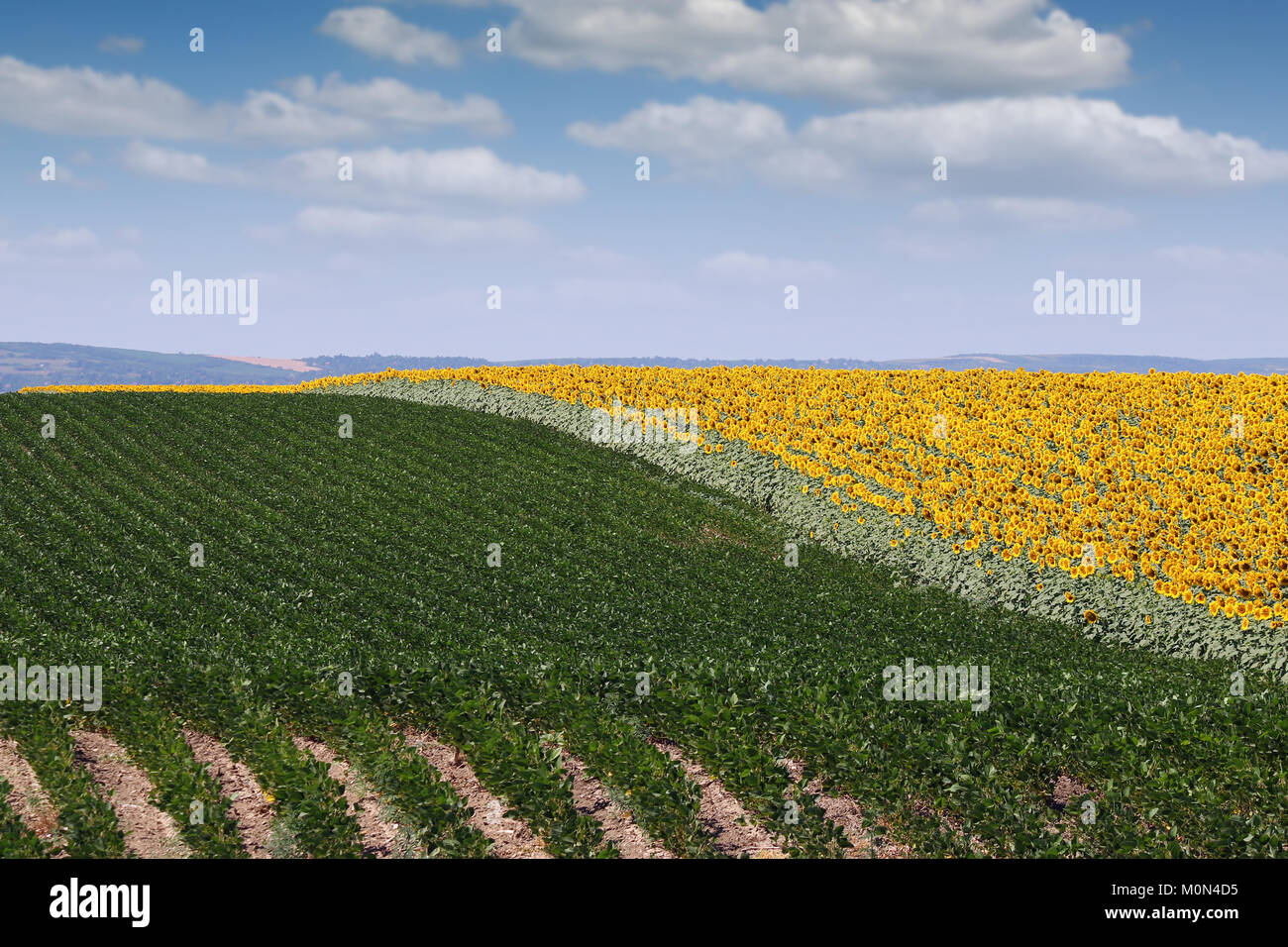 soybean and sunflower field agriculture summer season Stock Photo - Alamy
