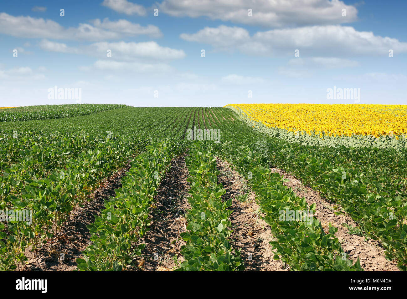 soybean and sunflower field summer season Stock Photo - Alamy