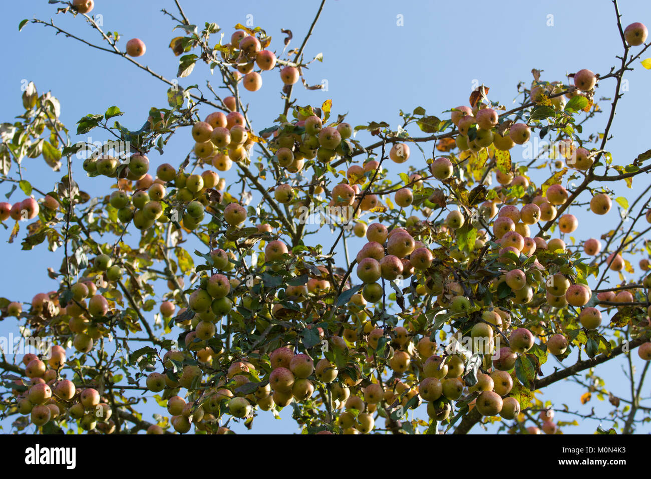 Crab apple trees (Malus sylvestris) with fruit on them Stock Photo - Alamy