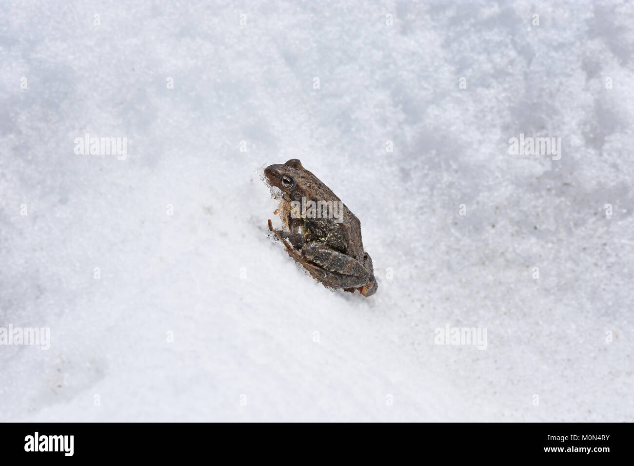 Animals europe wildlife european natural nature hi-res stock ...