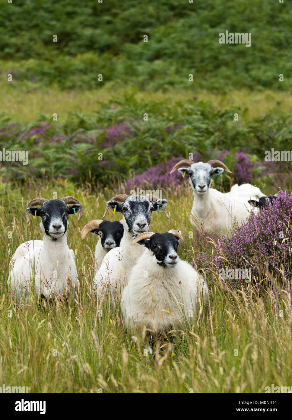 Scottish blackface sheep hi-res stock photography and images - Alamy