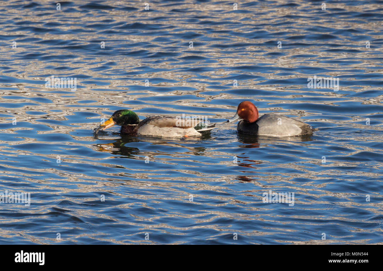 Redhead duck (Aythya americana) is chasing mallard duck, which just ...
