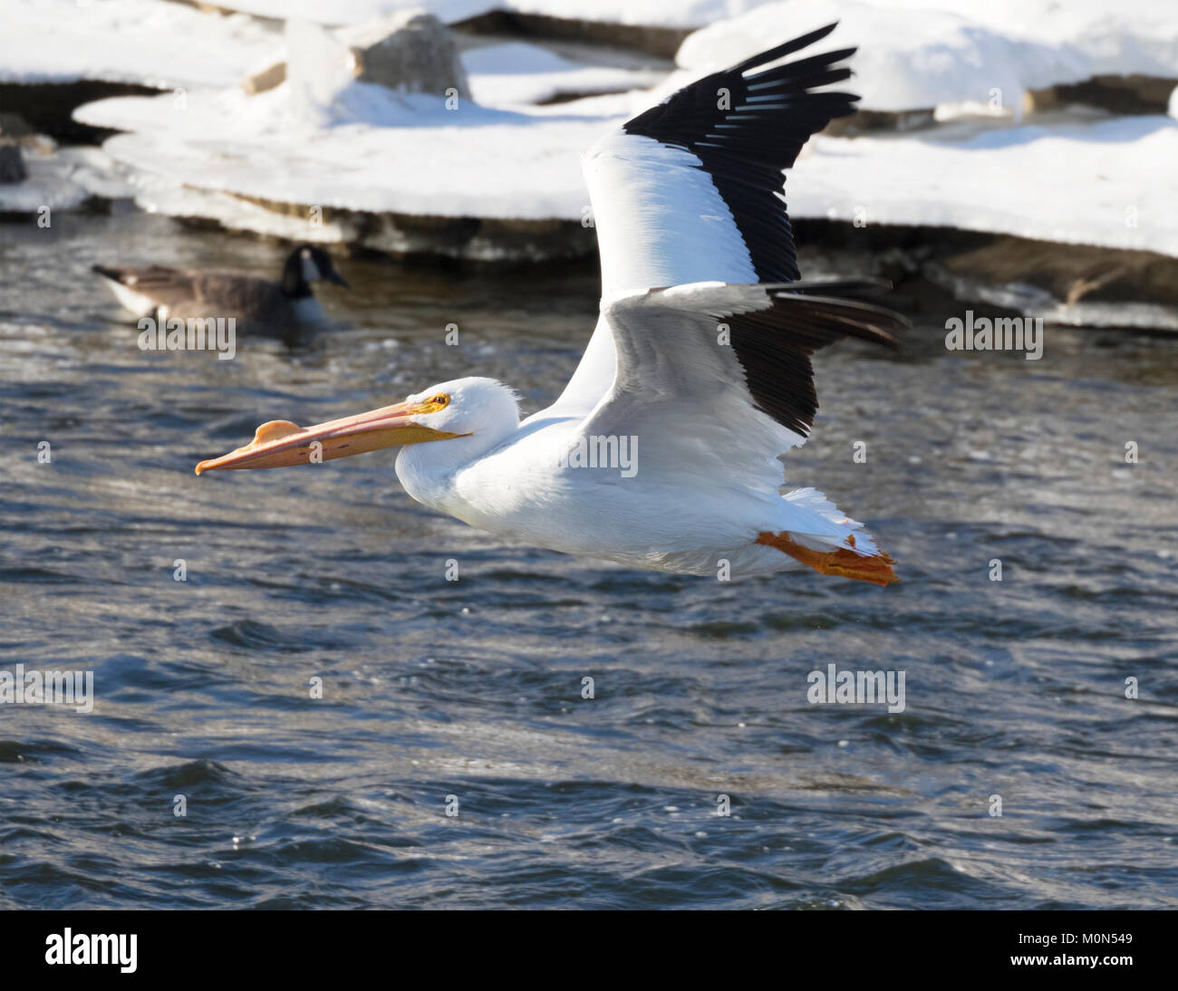 American white pelican migration hi-res stock photography and images ...