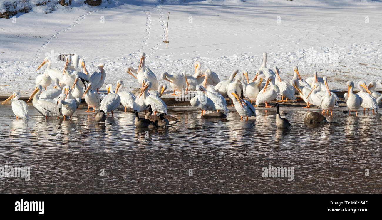 American White Pelican Migration High Resolution Stock Photography and ...