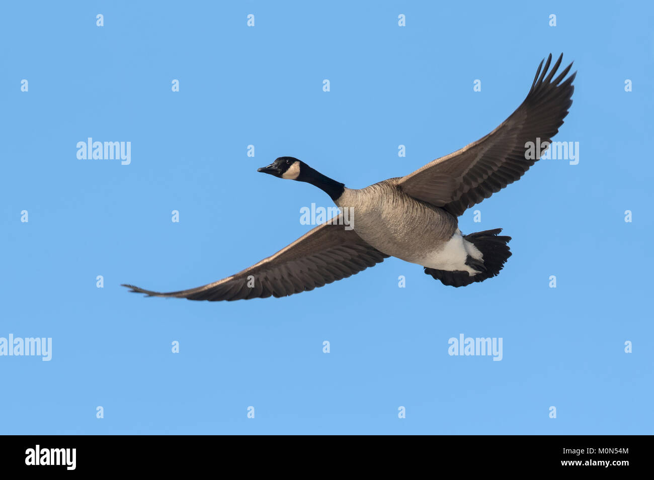 Canada goose flying in hi-res stock photography and images - Alamy