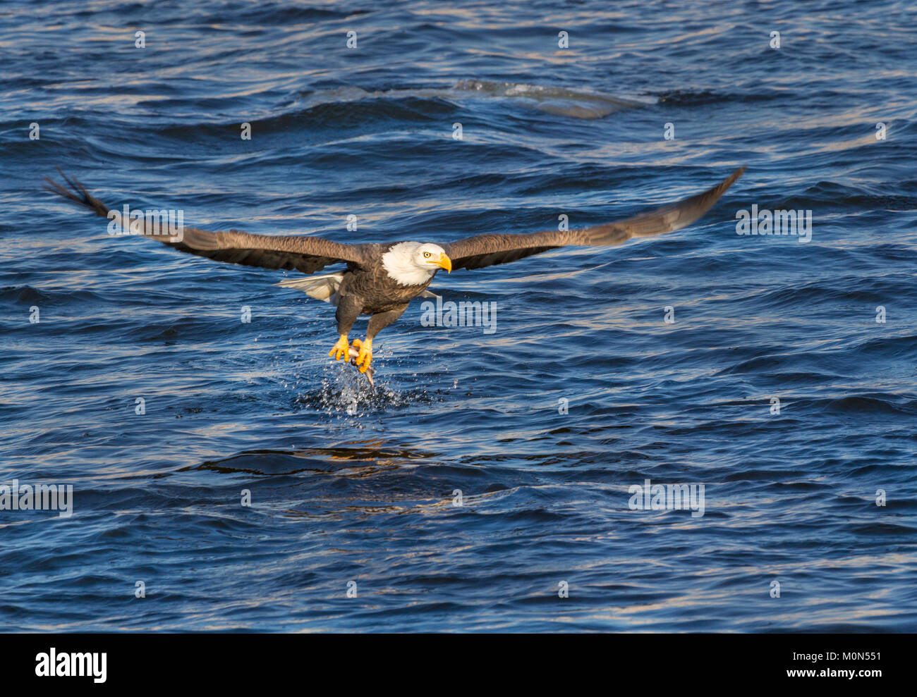 American Bald Eagle Snapping Fish Stock Photo - Alamy