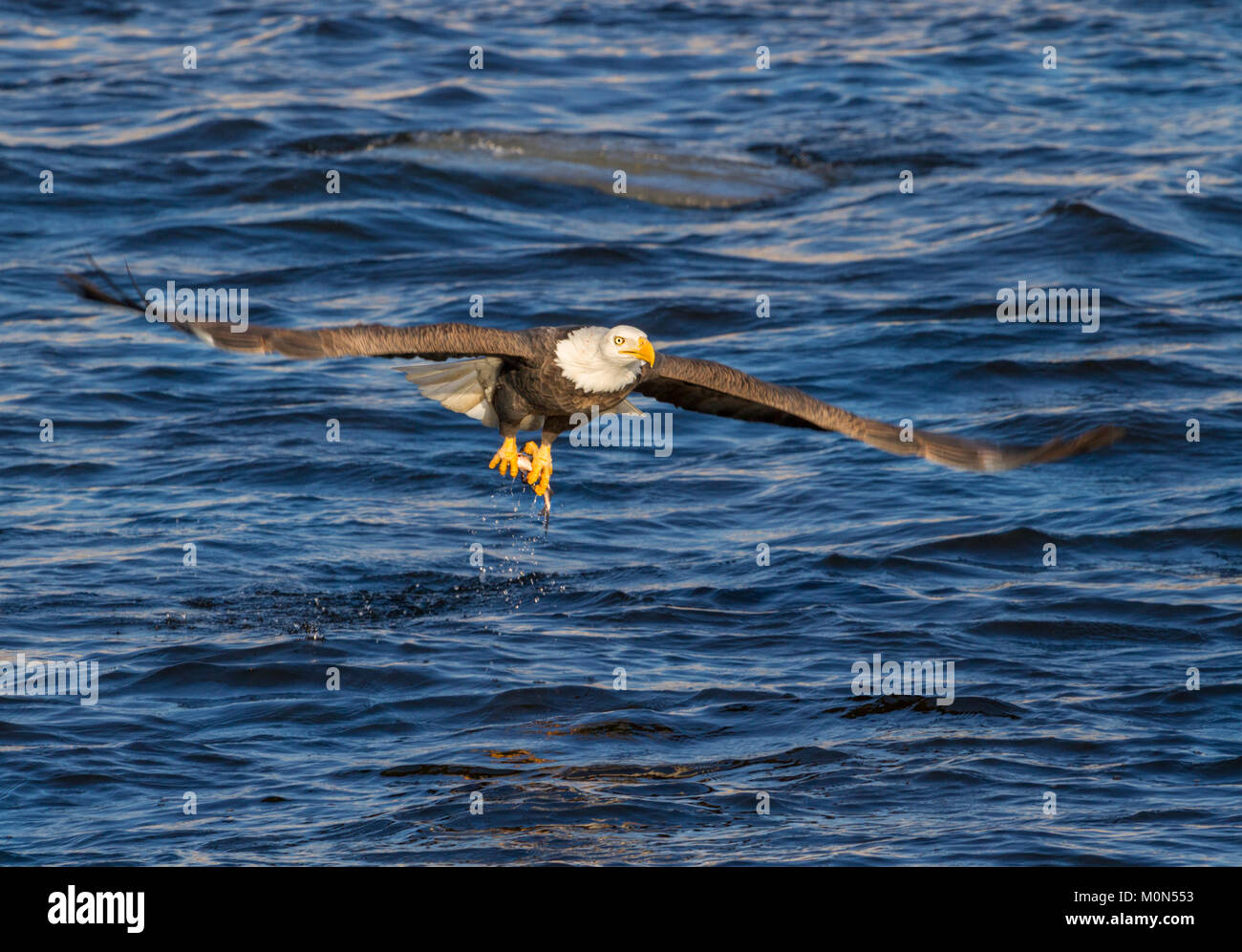 Hunting American Bald Eagle With Fish Stock Photo - Alamy