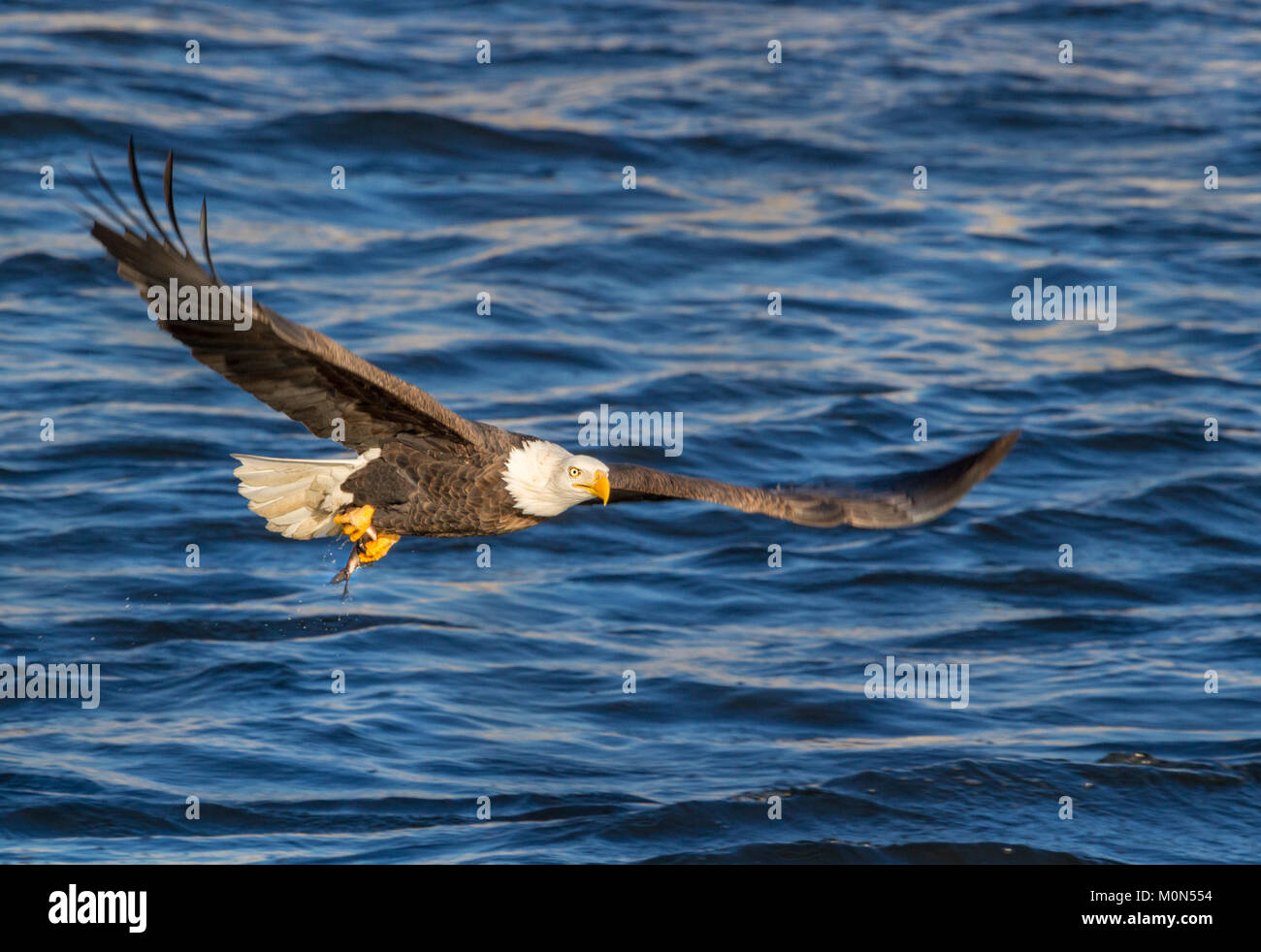 Mississippi river bald eagle hi-res stock photography and images - Alamy