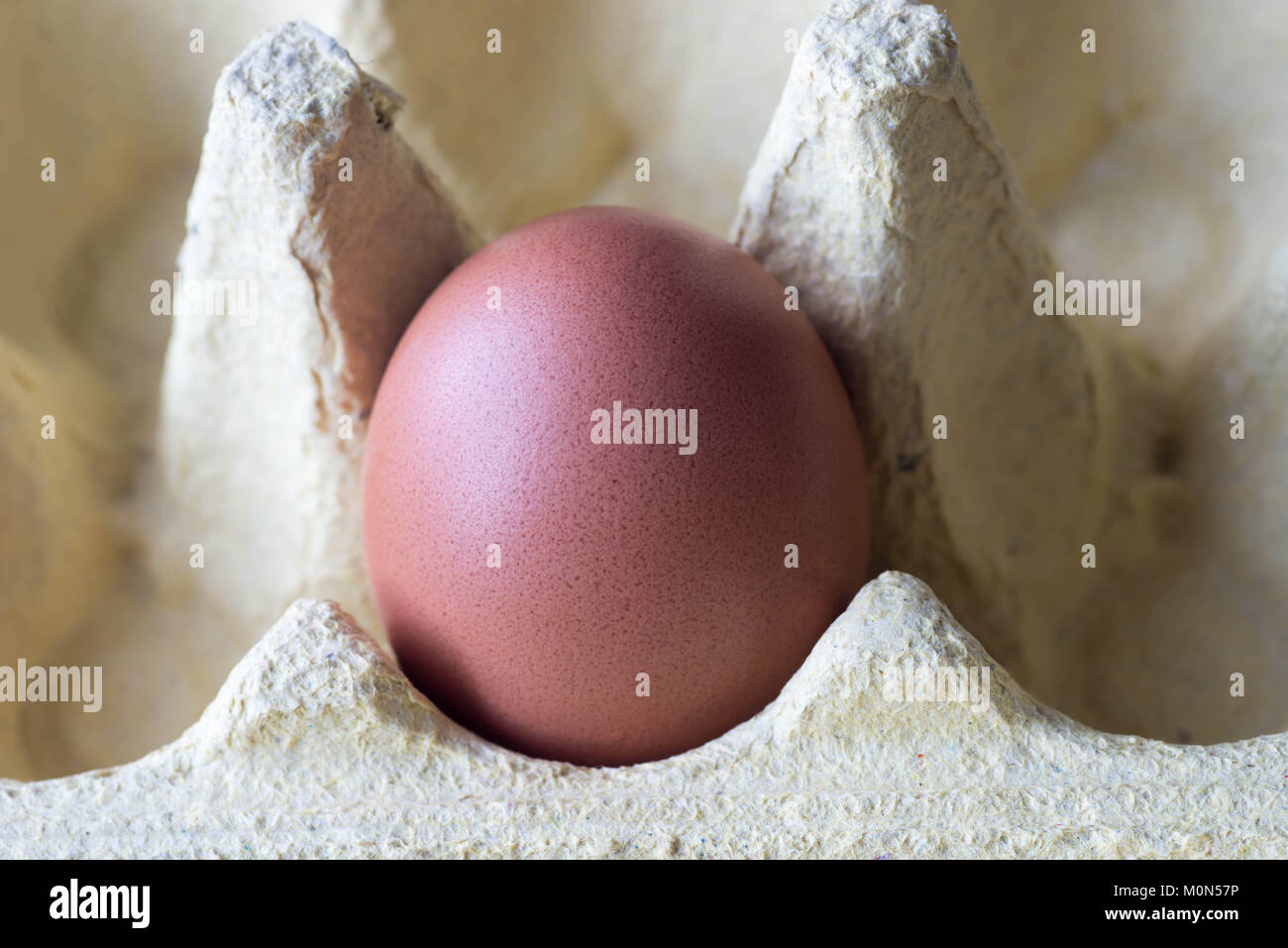one egg in carton box Stock Photo - Alamy