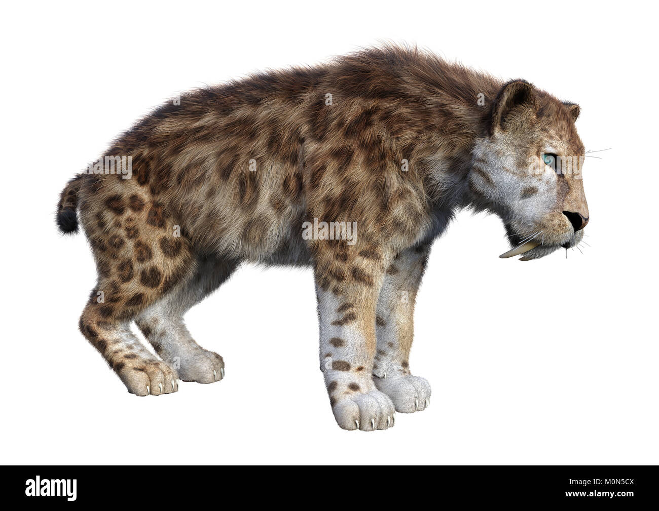 3D rendering of a sabertooth tiger isolated on white background Stock ...