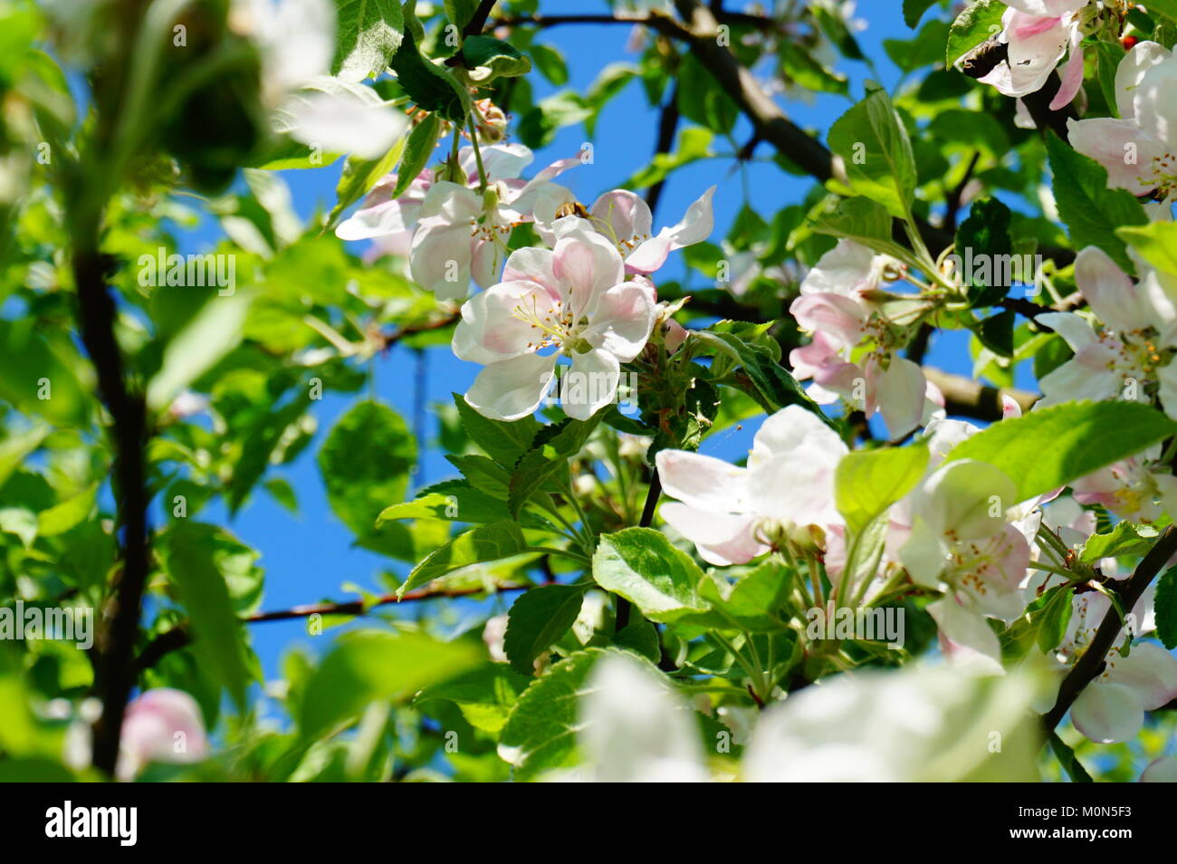 Garden beauty in spring Stock Photo - Alamy