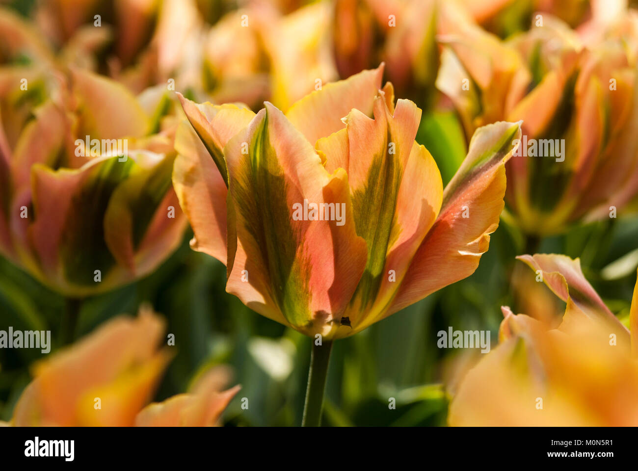 Bunte tulpe hi-res stock photography and images - Alamy