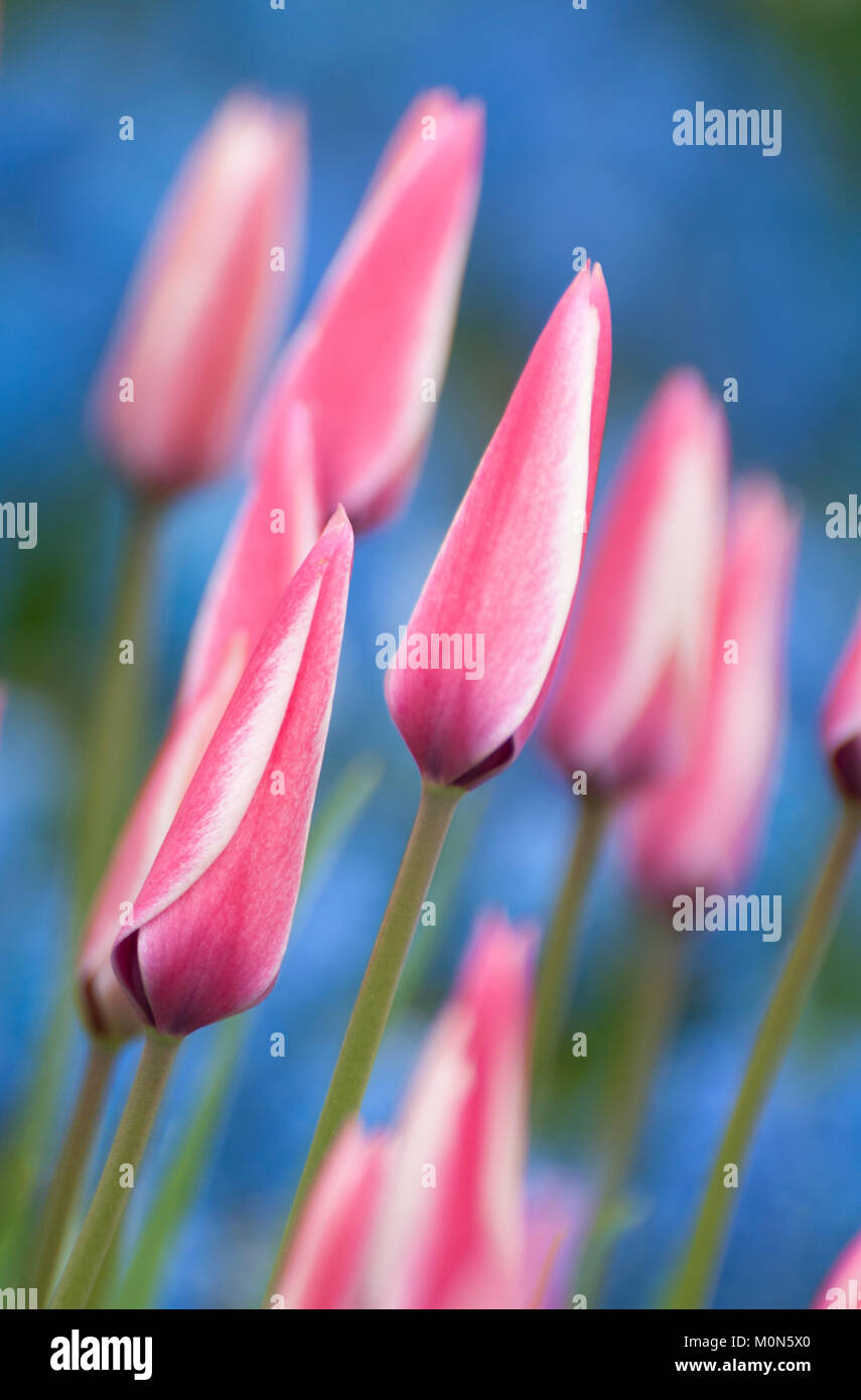 Tulpen - tulips, Tulipa "Peppermint Stick Stock Photo - Alamy