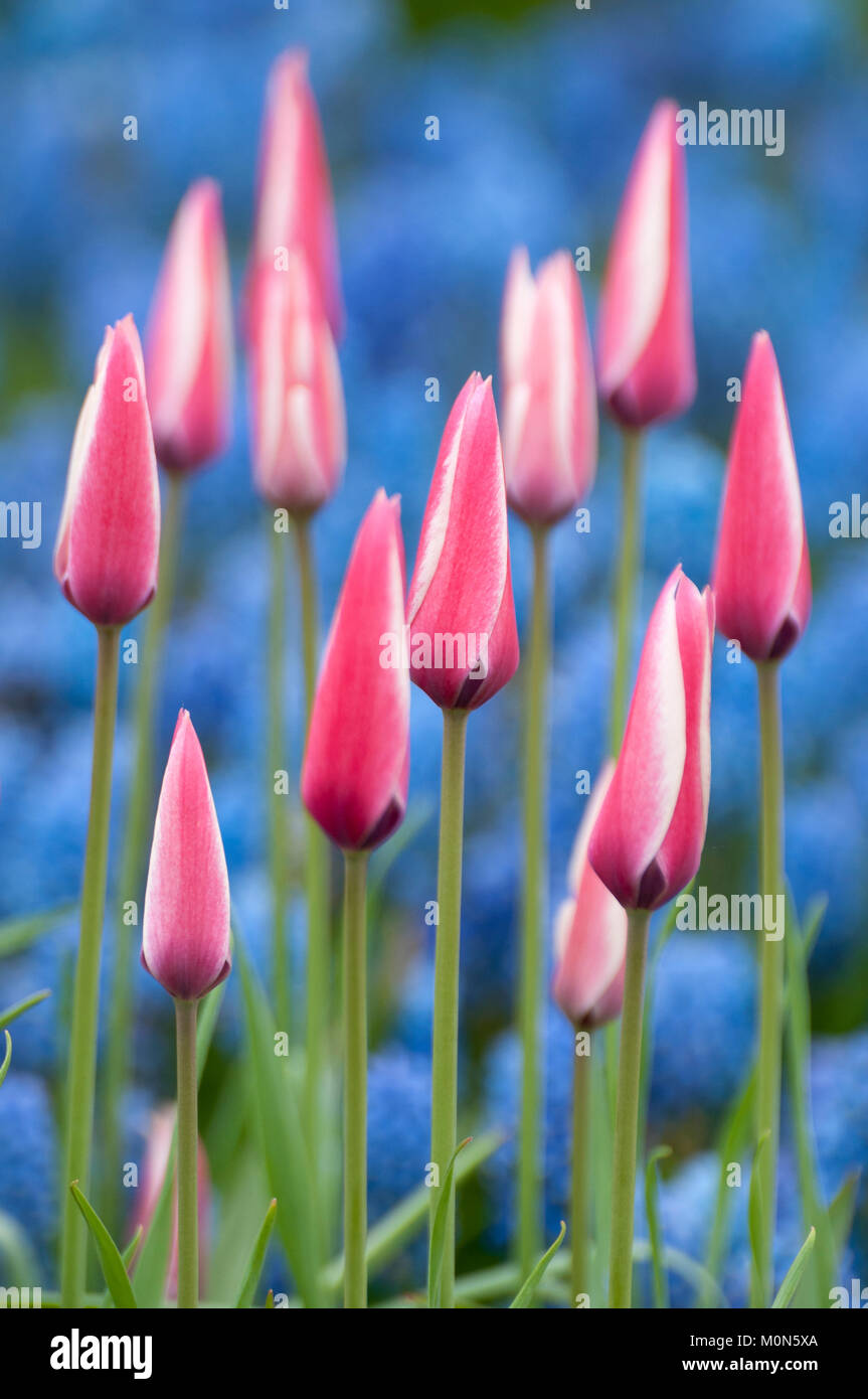 Peppermint stick hi-res stock photography and images - Alamy