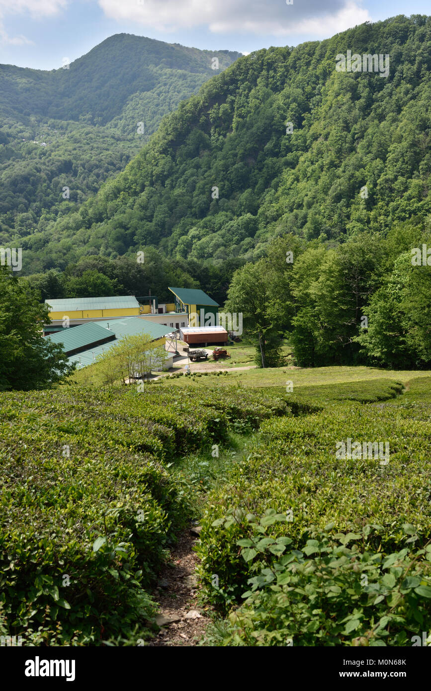 Northern tea hi-res stock photography and images - Alamy