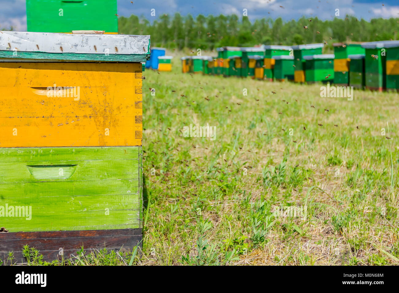 Wooden colorful beehives in a row are placed on a meadow Stock Photo ...