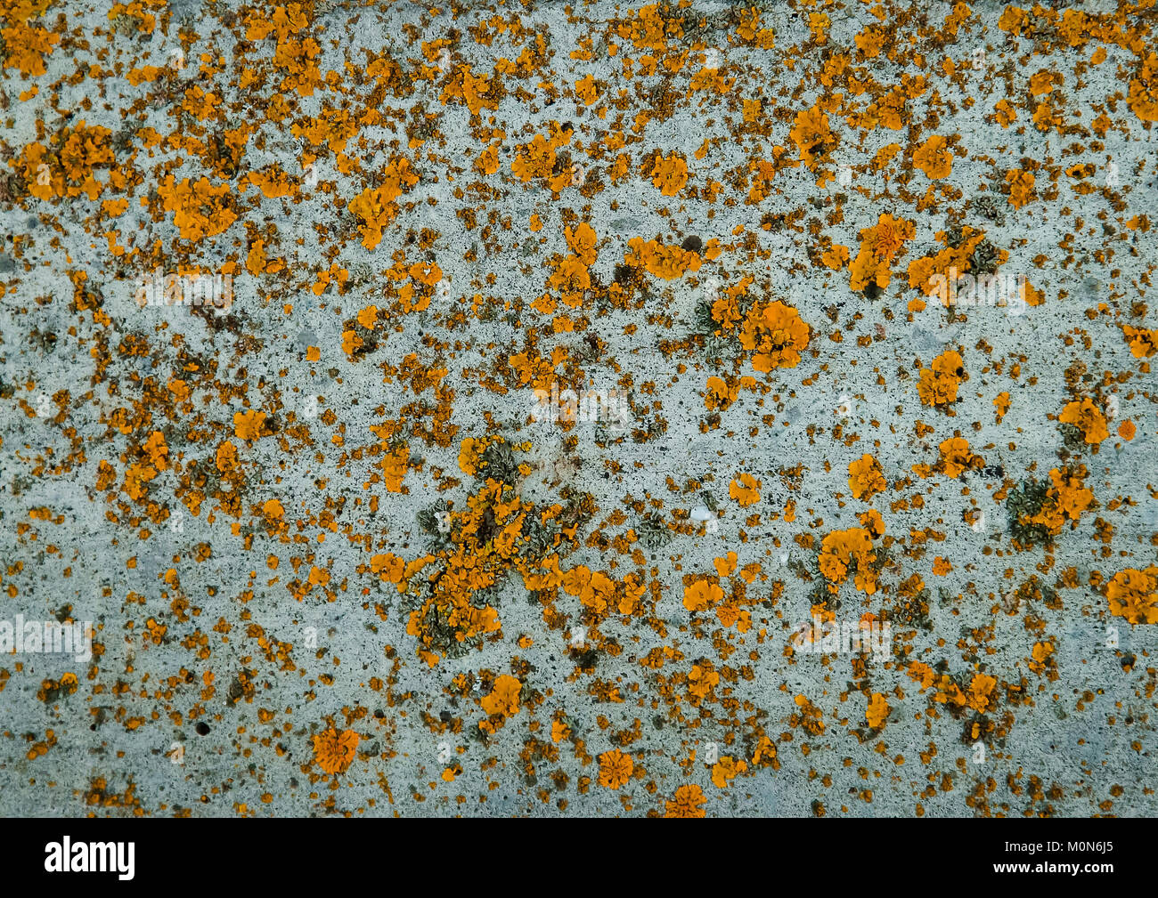 Mold pattern hi-res stock photography and images - Alamy