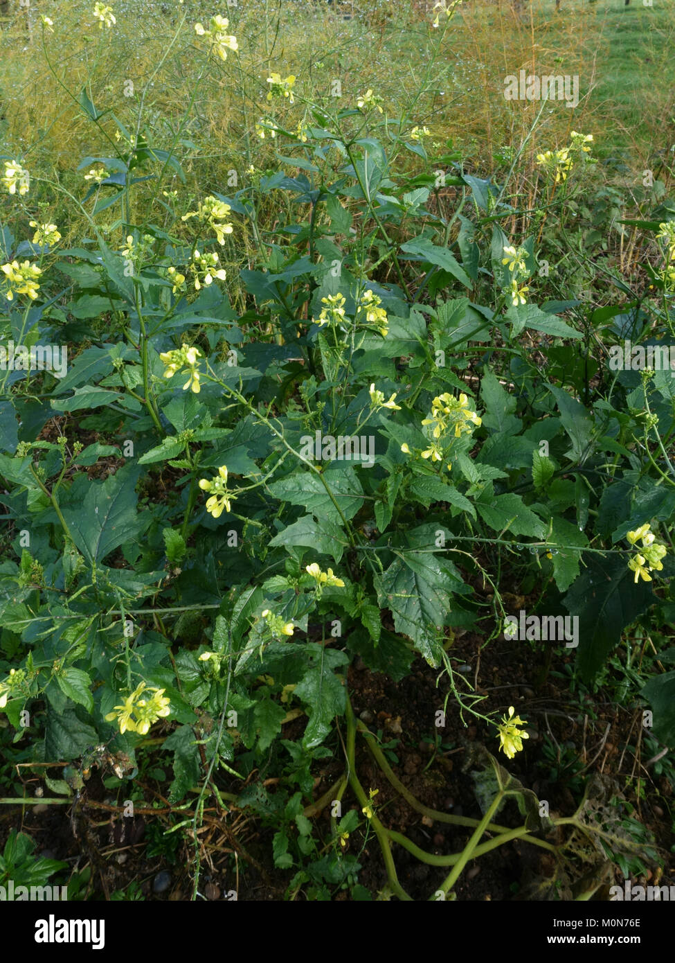 Yellow Weeds High Resolution Stock Photography and Images - Alamy