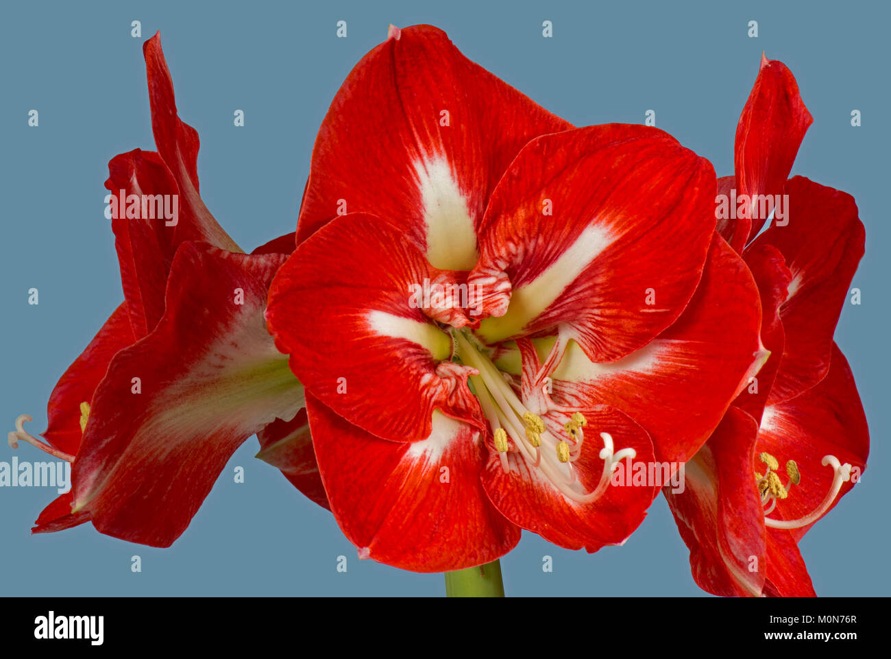 Red and white amaryllis hi-res stock photography and images - Alamy