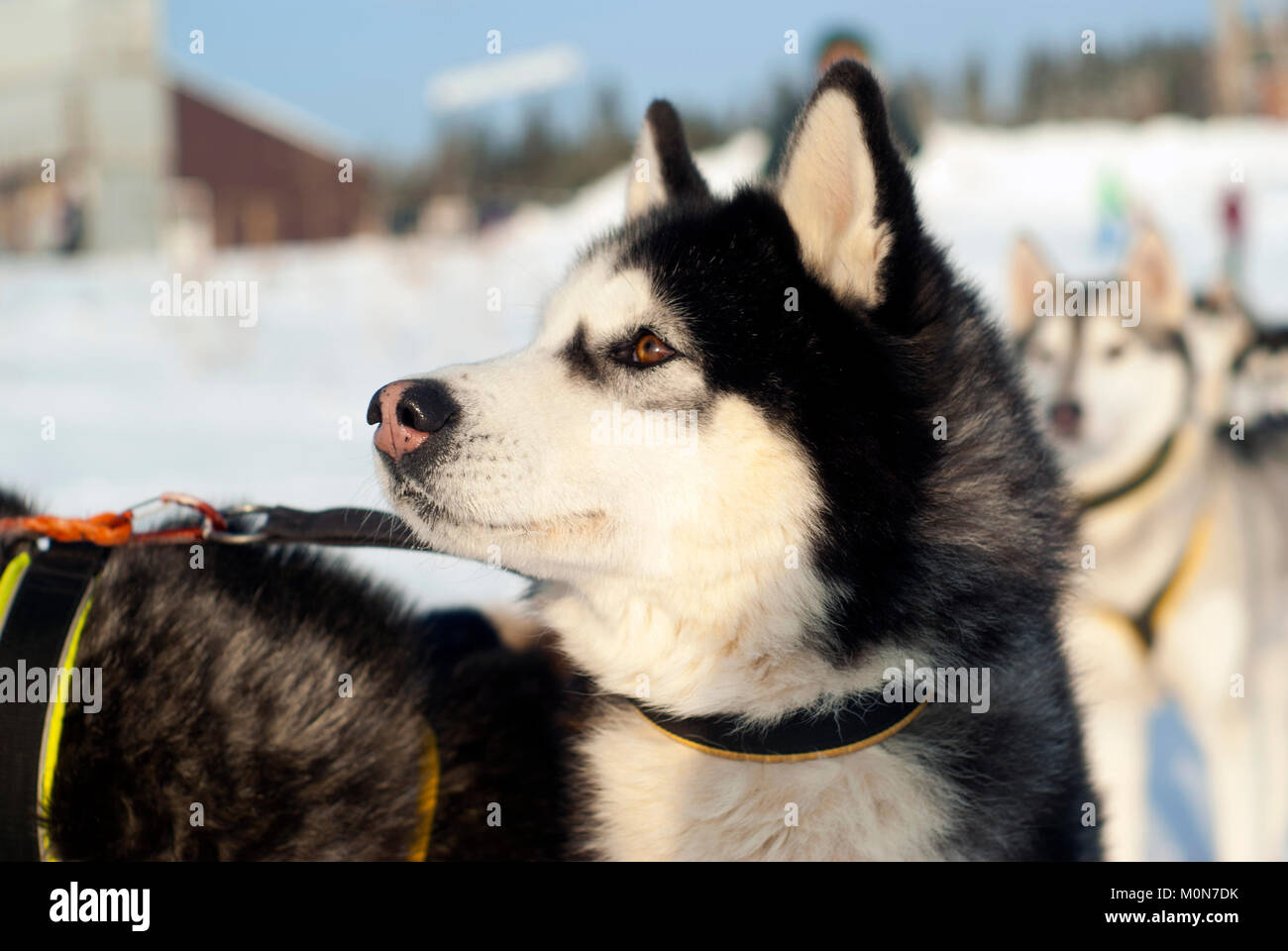 head of a Siberian husky breed dog closeup on a blurred background ...
