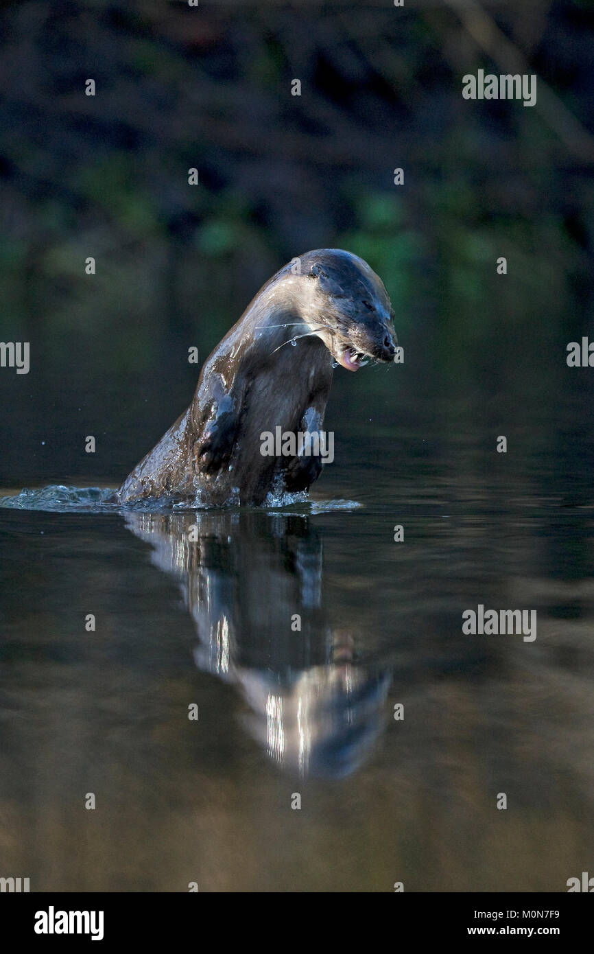 Common Otter (Lutra lutra Stock Photo - Alamy