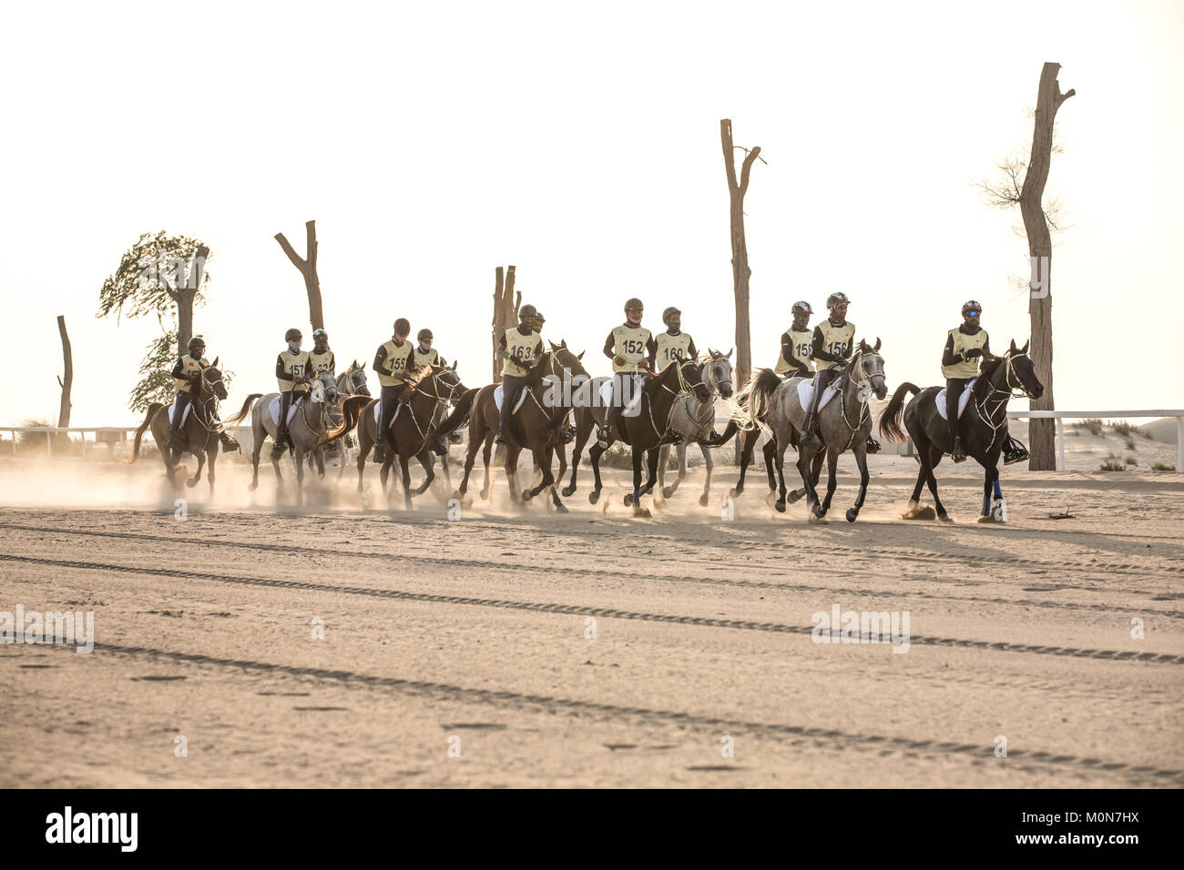 Athletic riders competing in a long-distance endurance race in the ...