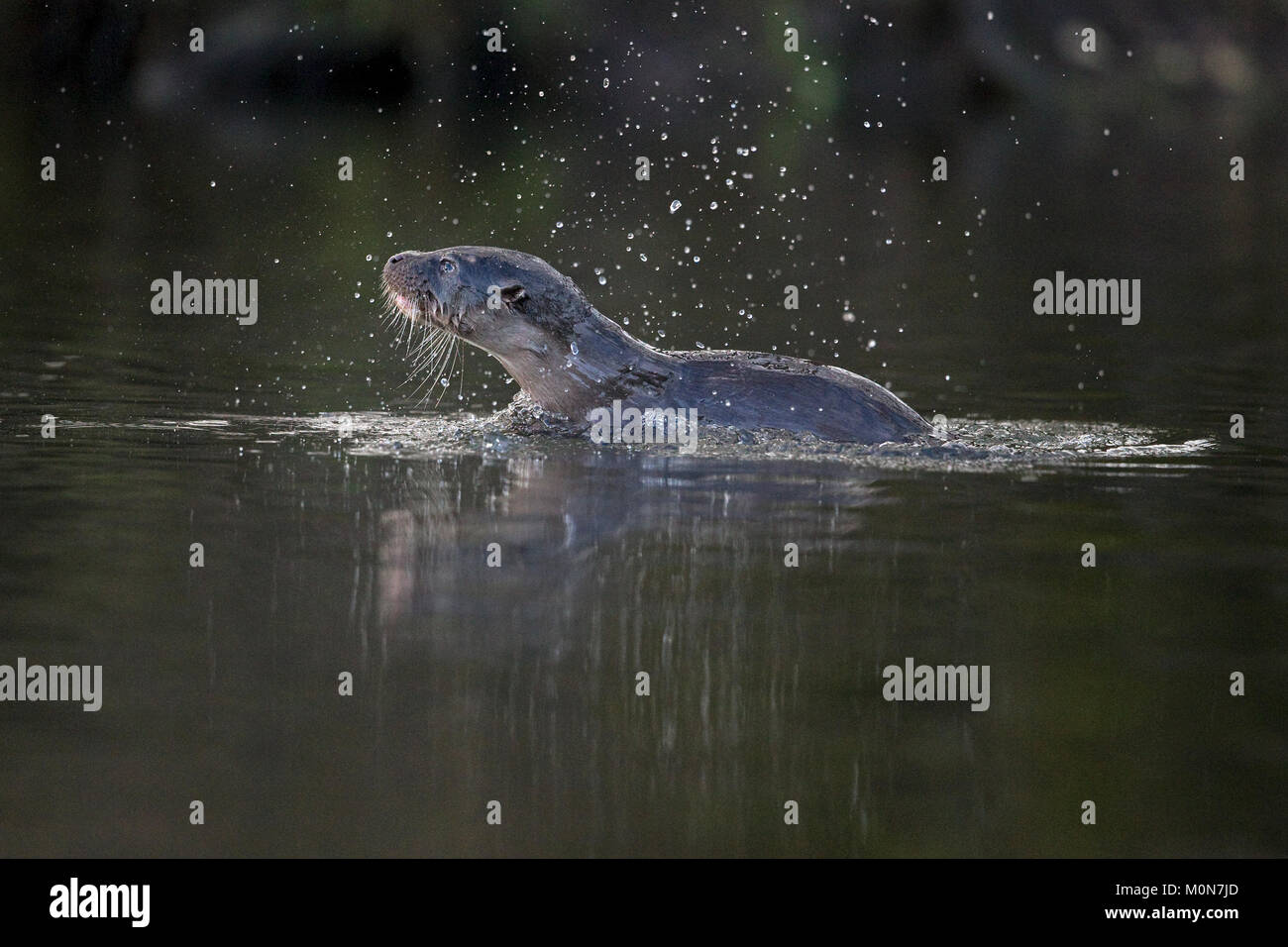 Common Otter (Lutra lutra Stock Photo - Alamy