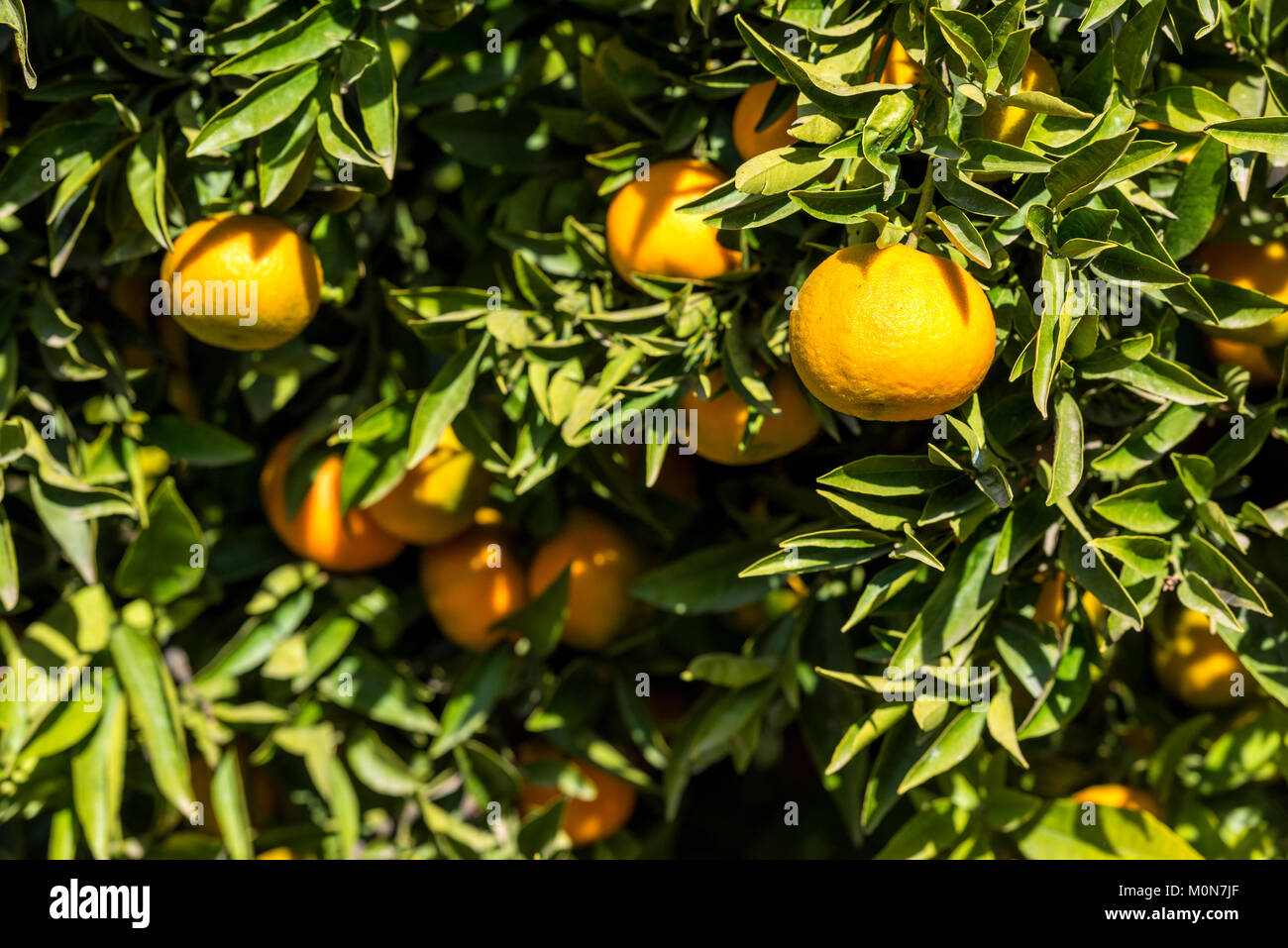 Mandarin orange tree hi-res stock photography and images - Alamy