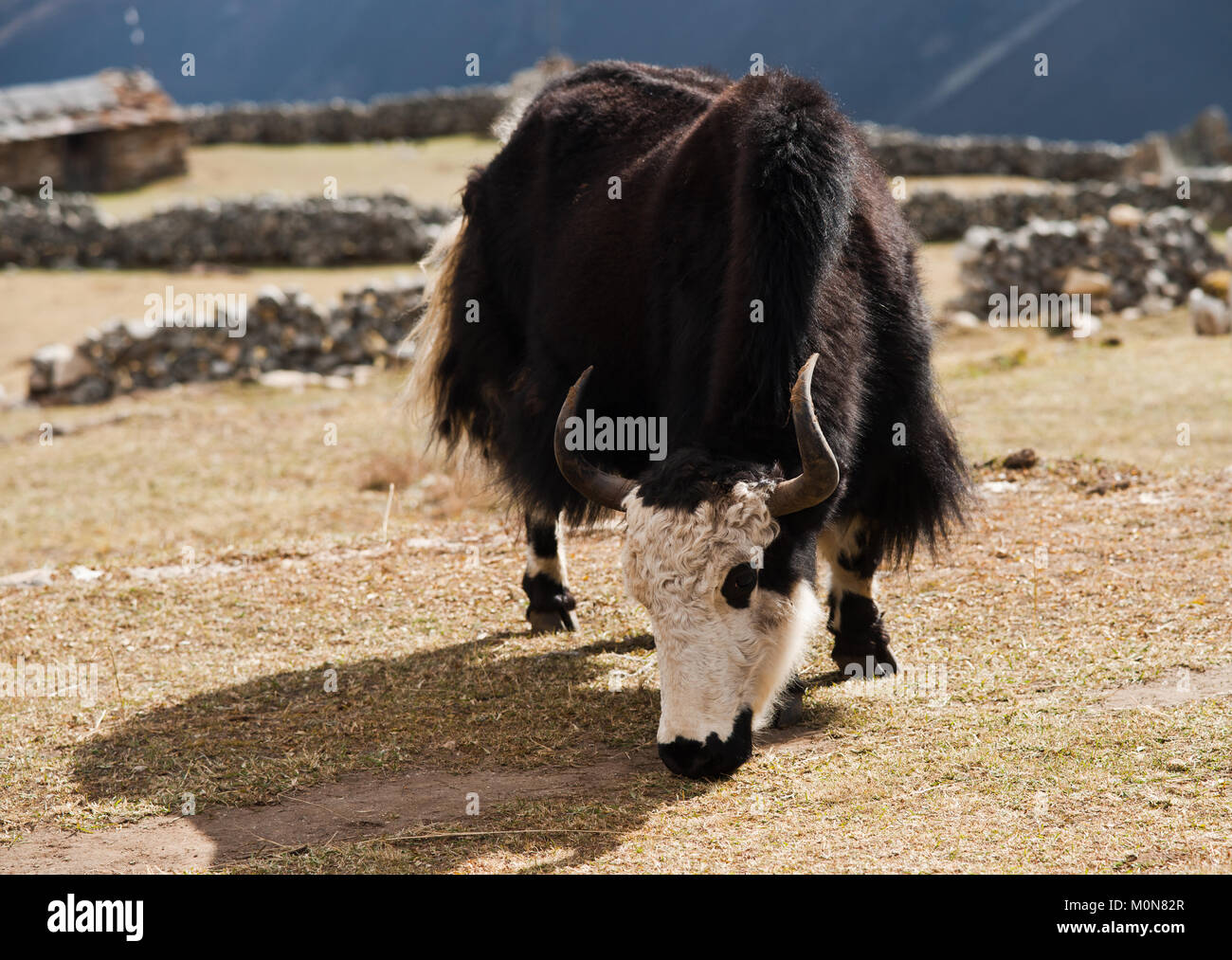 Himalayan Yak Highland