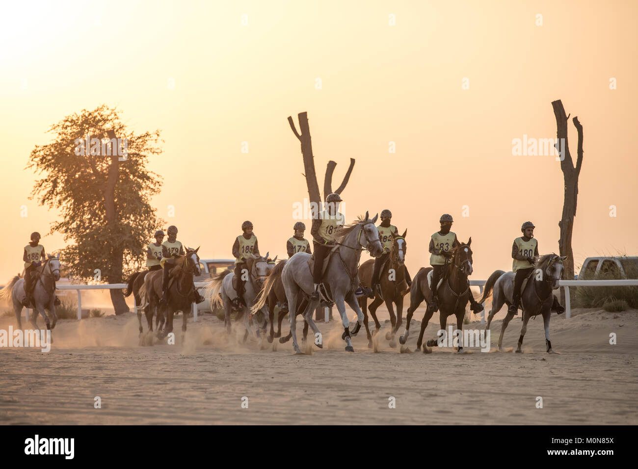 Athletic riders competing in a long-distance endurance race in the ...