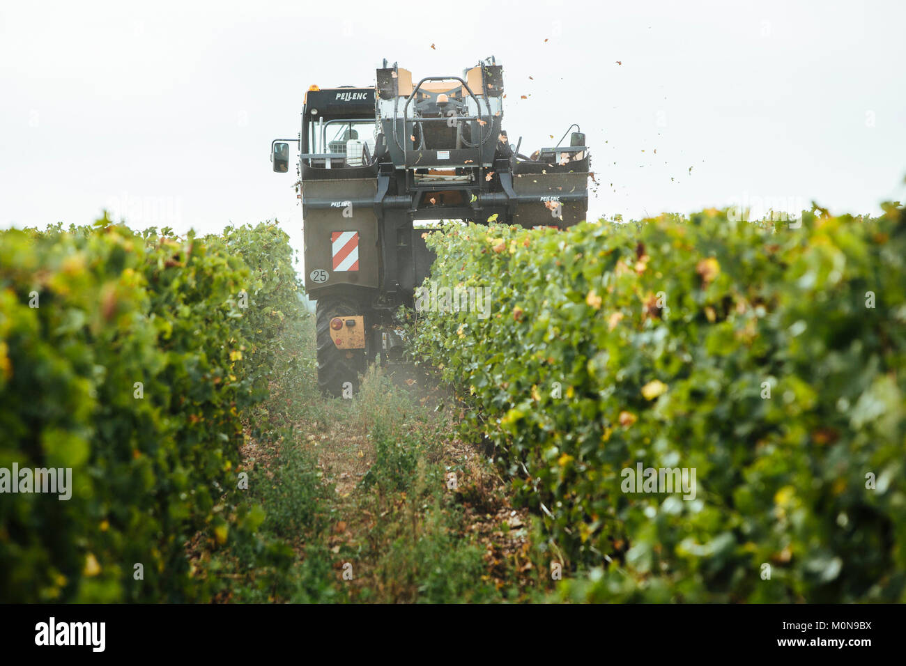 Mechanical grape harvesting hi-res stock photography and images - Alamy