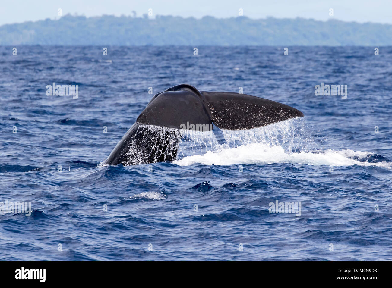 Female Sperm Whale (Physeter macrocephalus) surfacing for breath before diving down. They ...