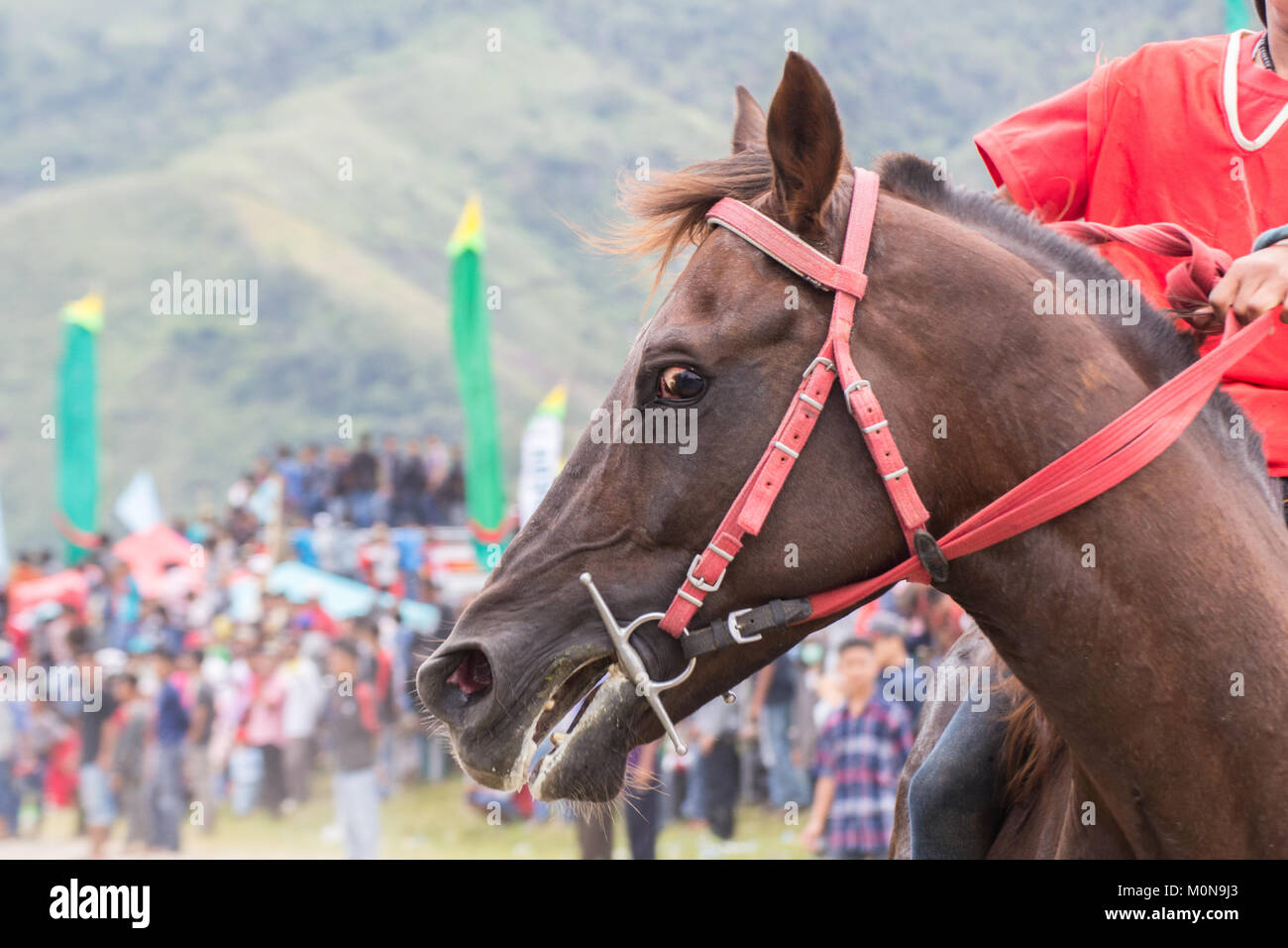 Smiling horse hi-res stock photography and images - Alamy