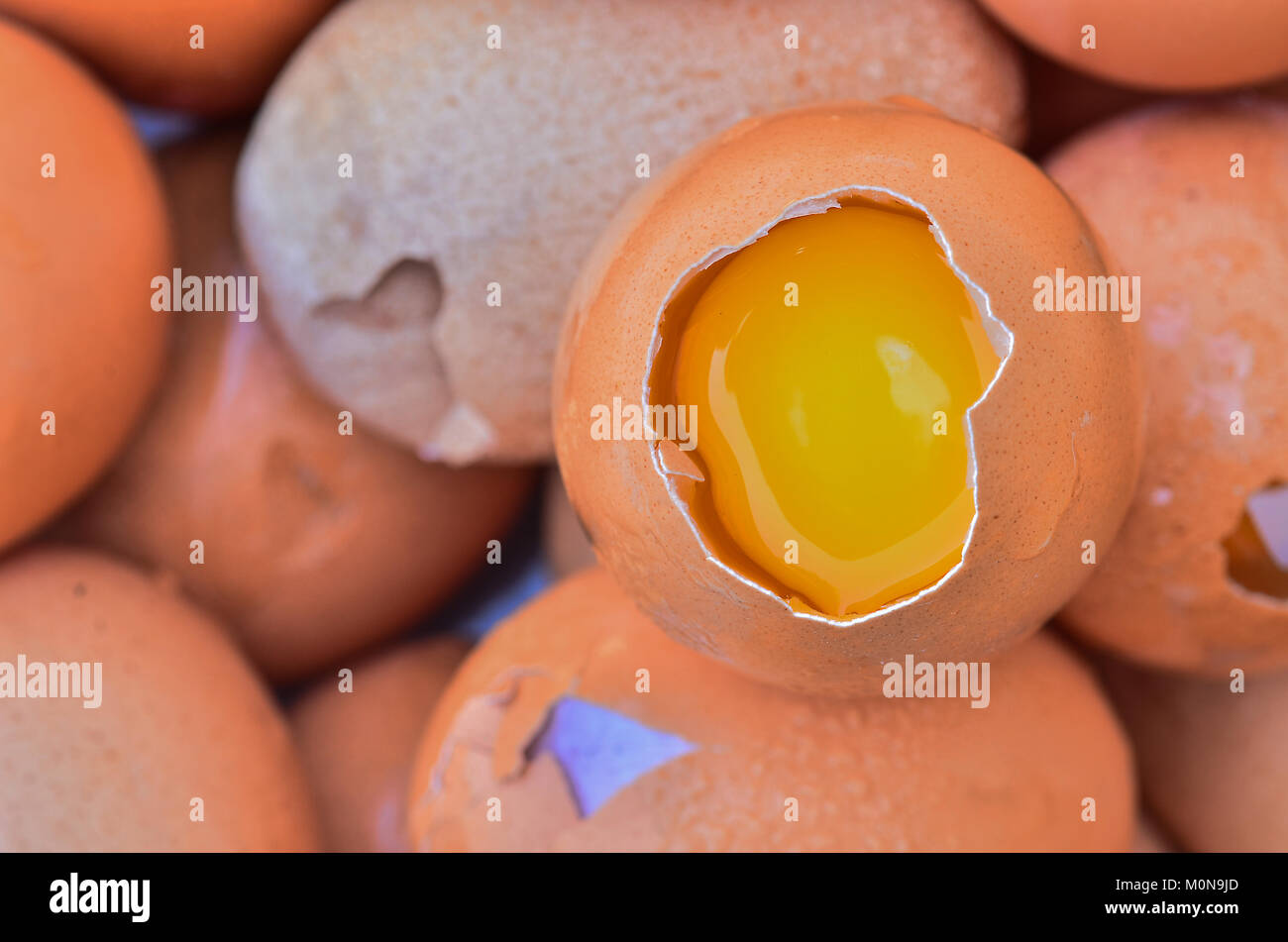 Top view Broken eeg on many Stock Photo - Alamy Top view Broken eeg on many Stock Photo - Alamy
