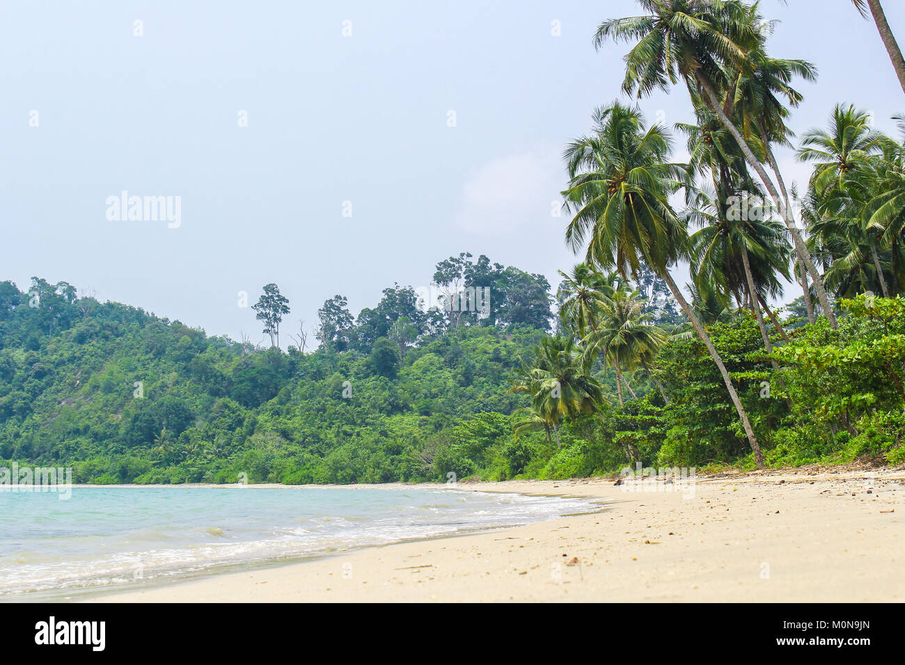 Empty Beach with Coconut Tree Leaves Waving Stock Photo - Alamy