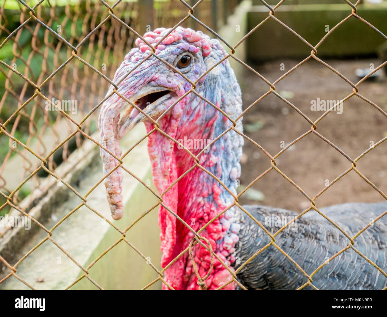 Turkey Bird in the Zoo Stock Photo - Alamy