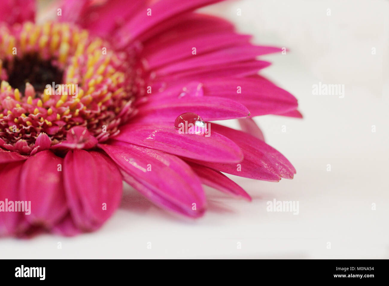 Bright pink flower hi-res stock photography and images - Alamy