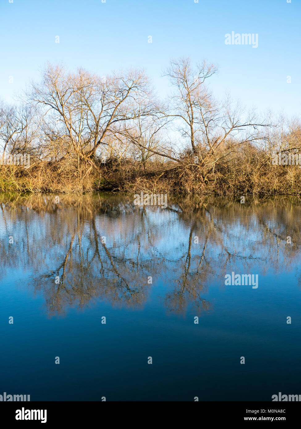 Winter Trees, River Thames, Thames Valley Park, Reading, Berkshire ...