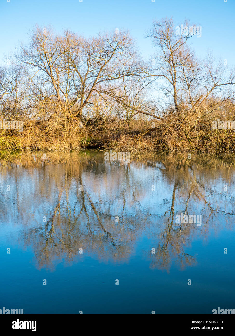Winter Trees, River Thames, Thames Valley Park, Reading, Berkshire ...