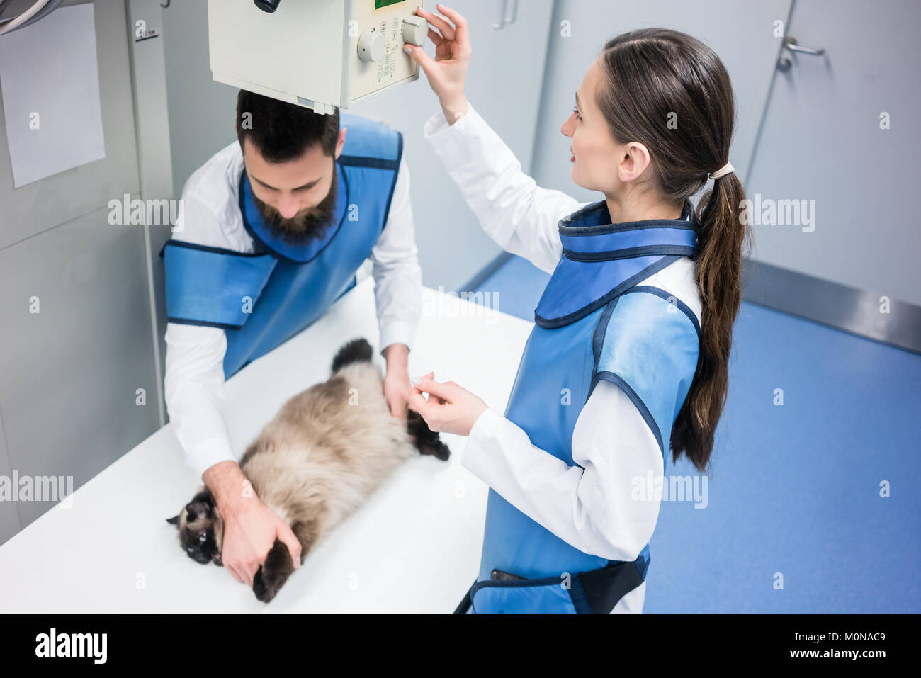 Veterinarians in X-ray room with a cat Stock Photo - Alamy